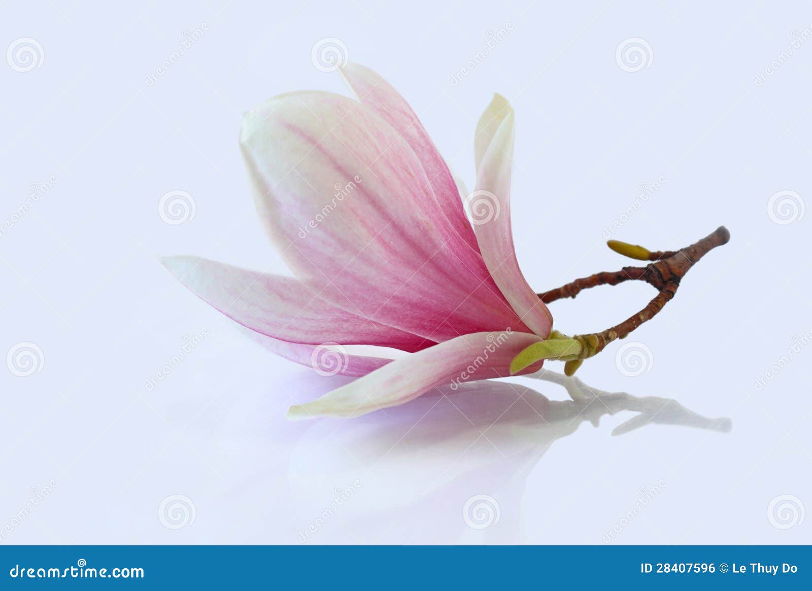 Pink Magnolia stock photo. Image of blossom, scented - 28407596