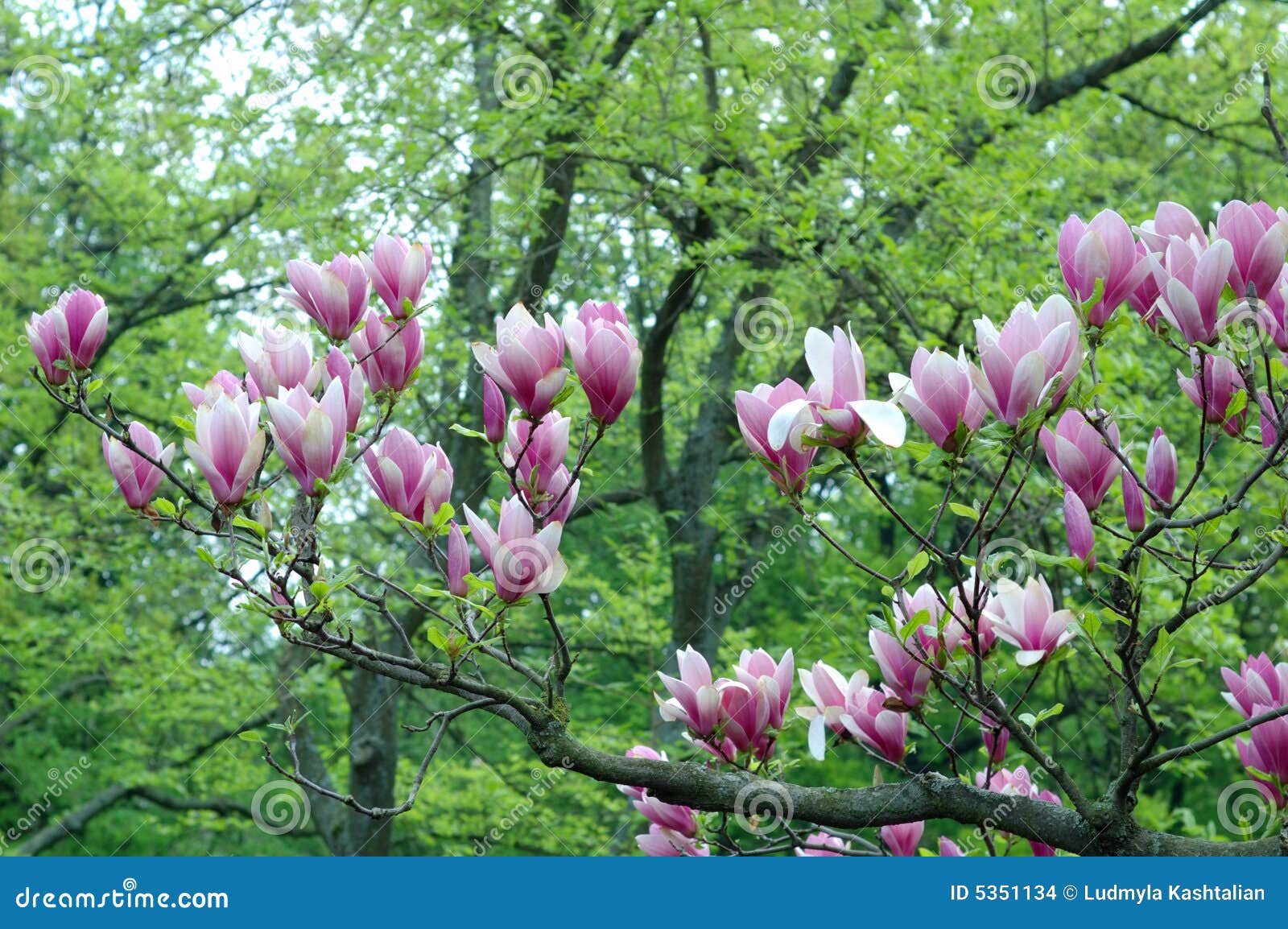 Pink magnolia stock photo. Image of nature, beauty, park - 5351134