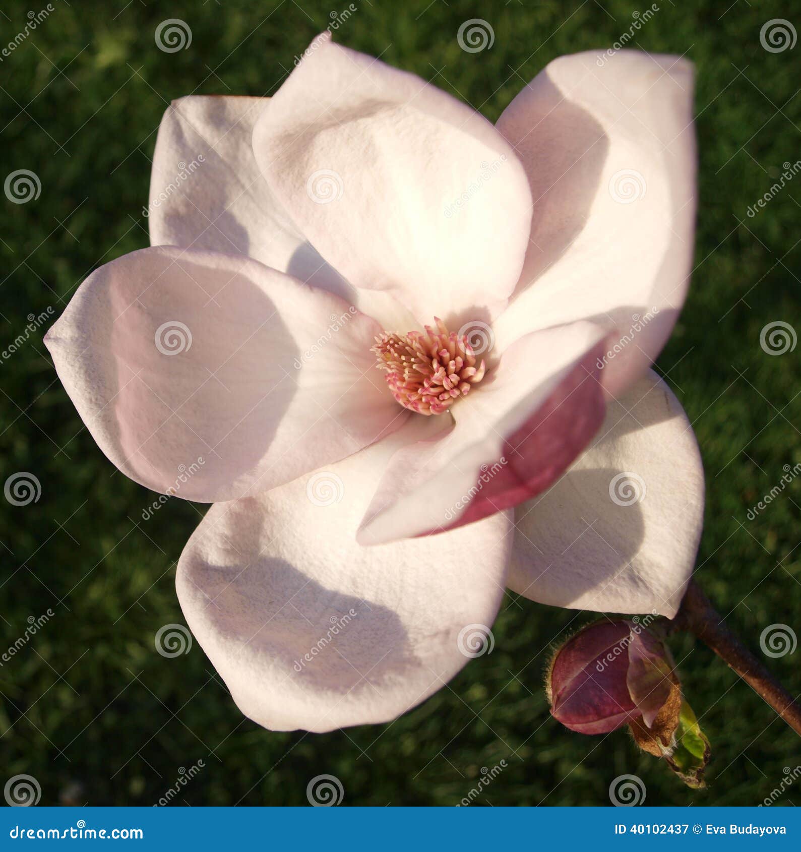 Pink magnolia stock image. Image of dark, stem, spring - 40102437