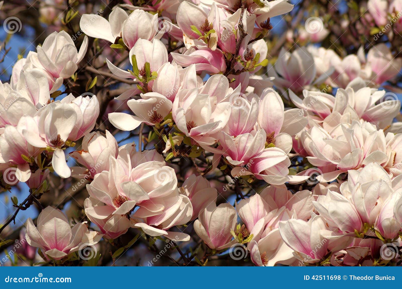 Pink Magnolia Blossoms. Spring Flowers Background Stock Photo - Image ...