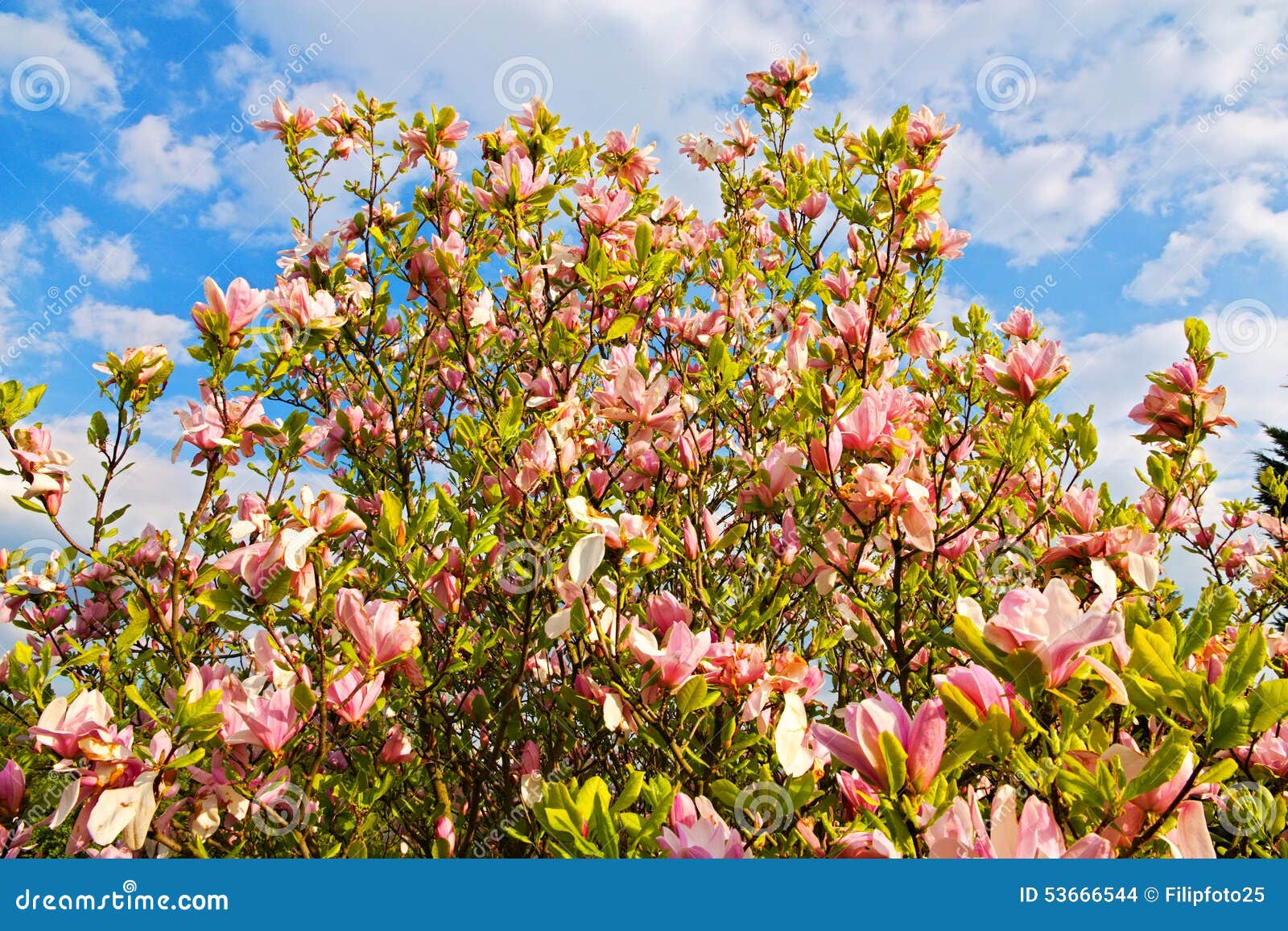 Pink magnolia stock photo. Image of deciduous, clear - 53666544