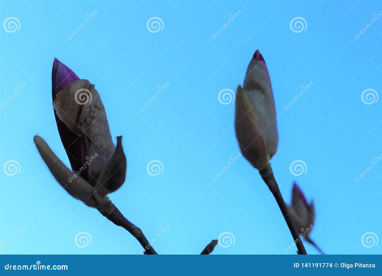 Pink Magnolia Buds in Spring, Stock Photo - Image of beauty, magnolia ...