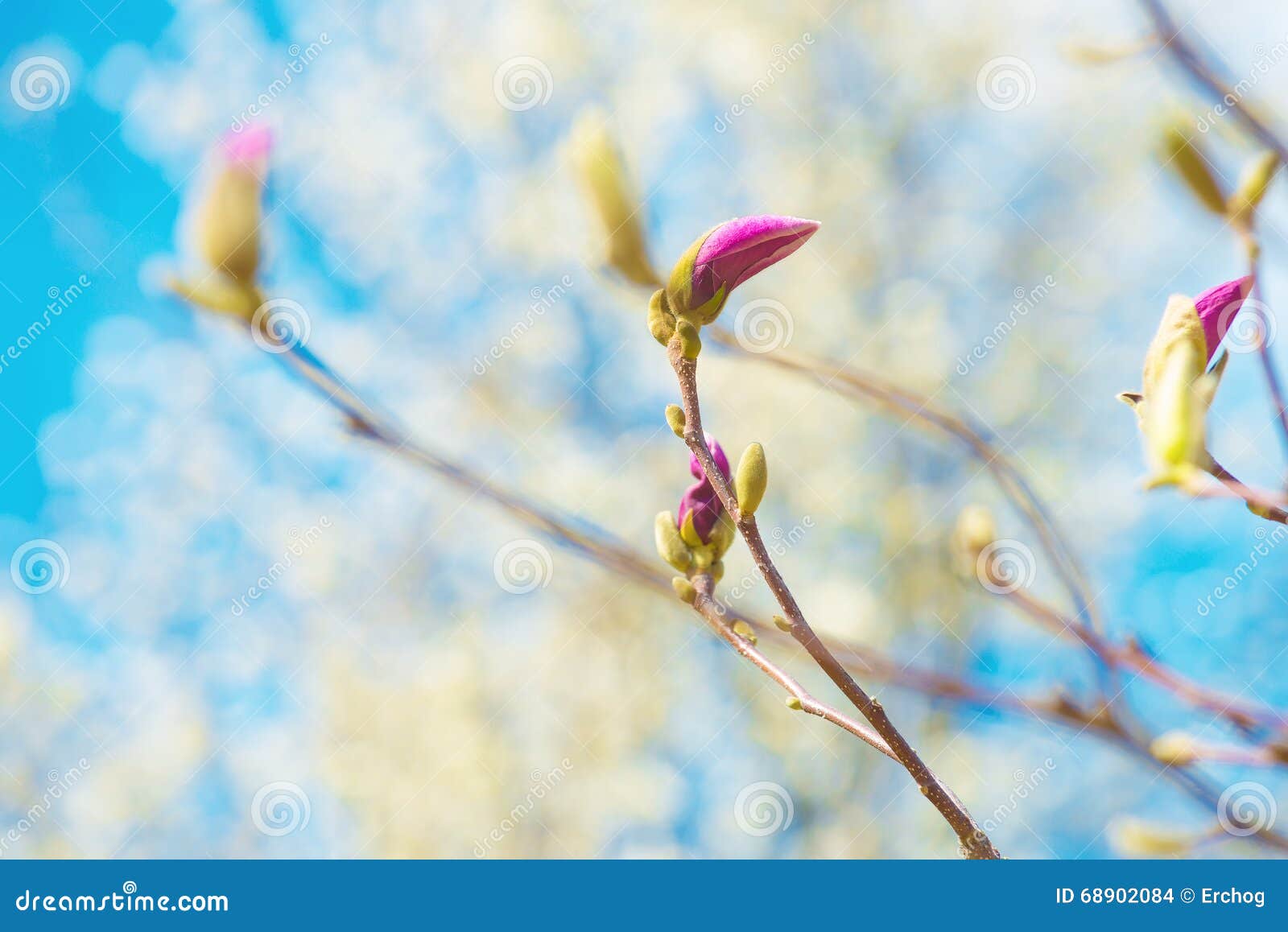 Pink Magnolia Buds in Spring, Blue Sky Background Stock Photo - Image ...