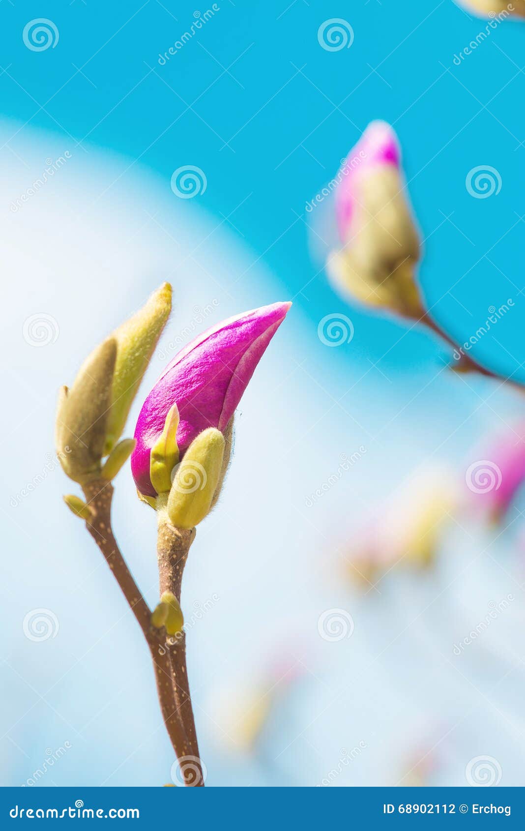 Pink Magnolia Buds in Spring, Blue Sky Background Stock Photo - Image ...