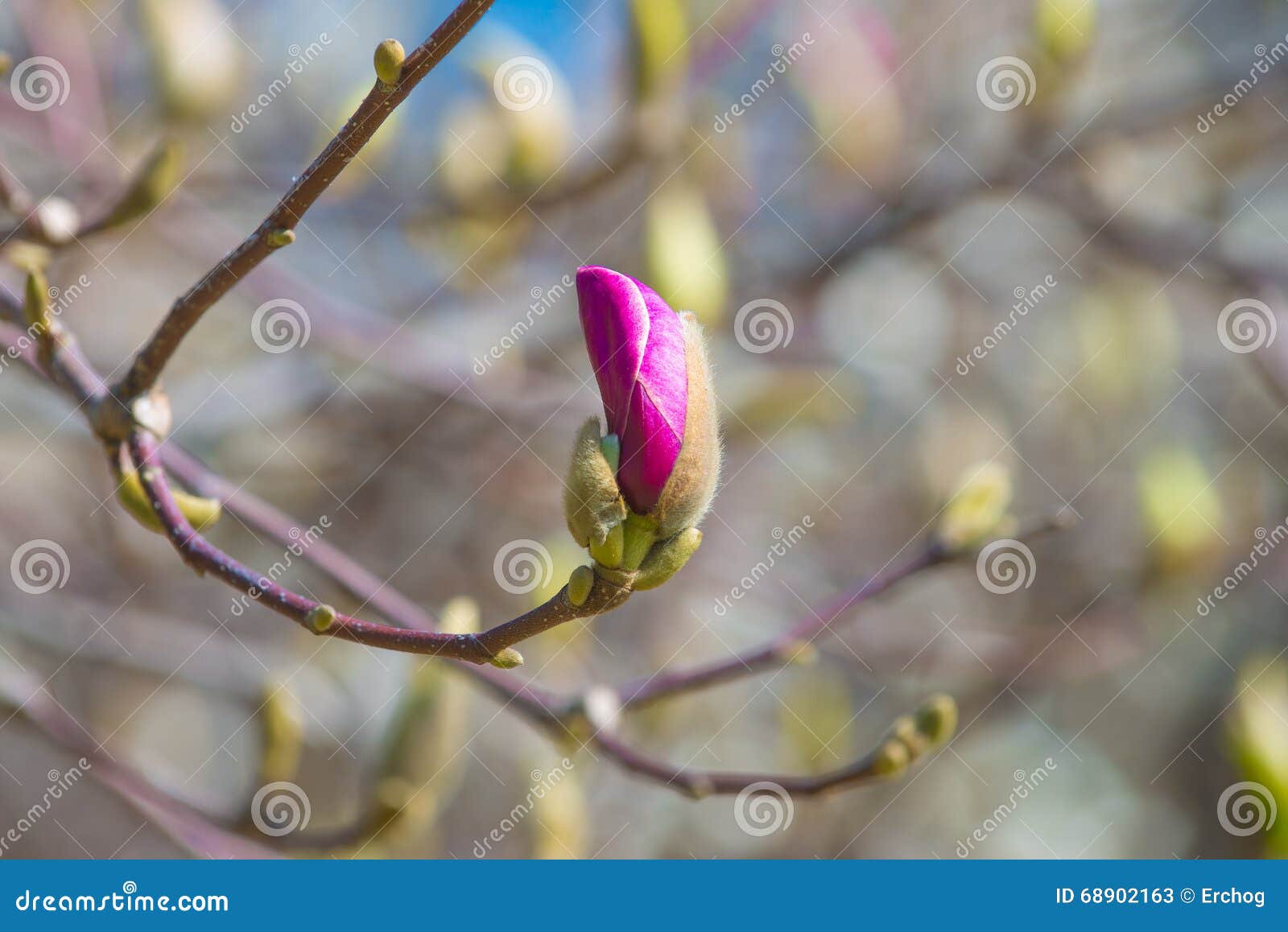 Pink Magnolia Buds in Spring, Blue Sky Background Stock Image - Image ...