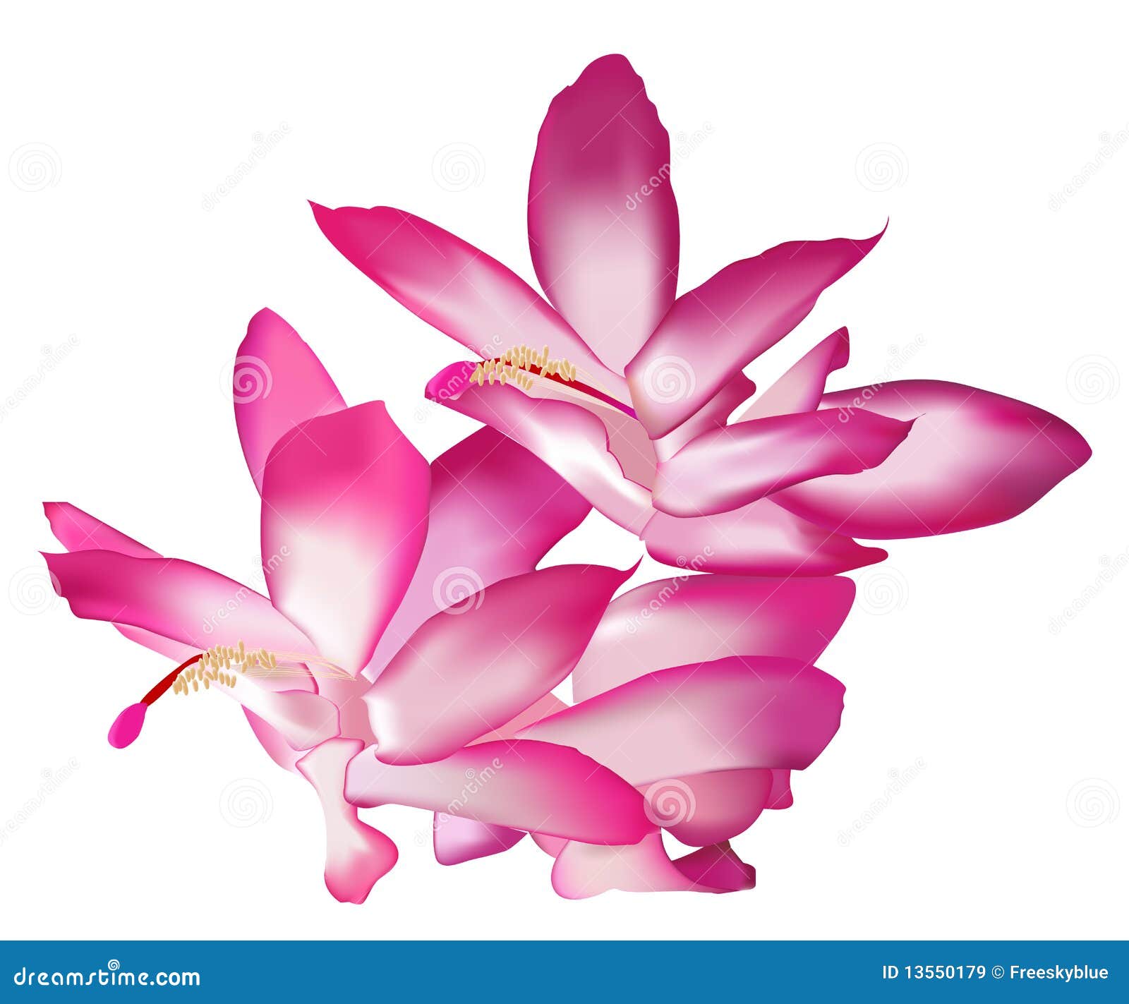 Pink Magnolia Flower And Leaf Drawing Illustration With Line Art On ...