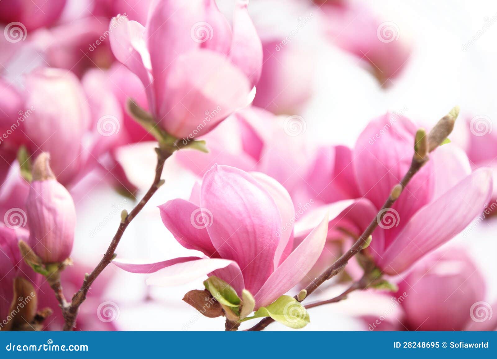 Magnolia Flower Royalty-Free Stock Photo | CartoonDealer.com #92846307