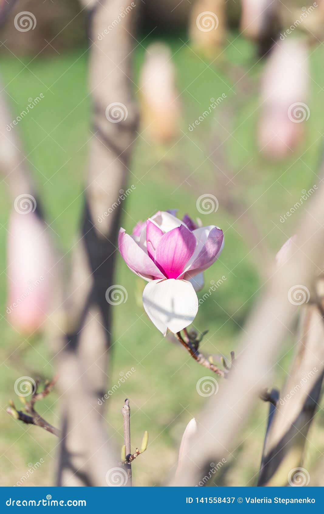 Pink Magnolia Flower Inside Tree Branches Stock Image - Image of ...