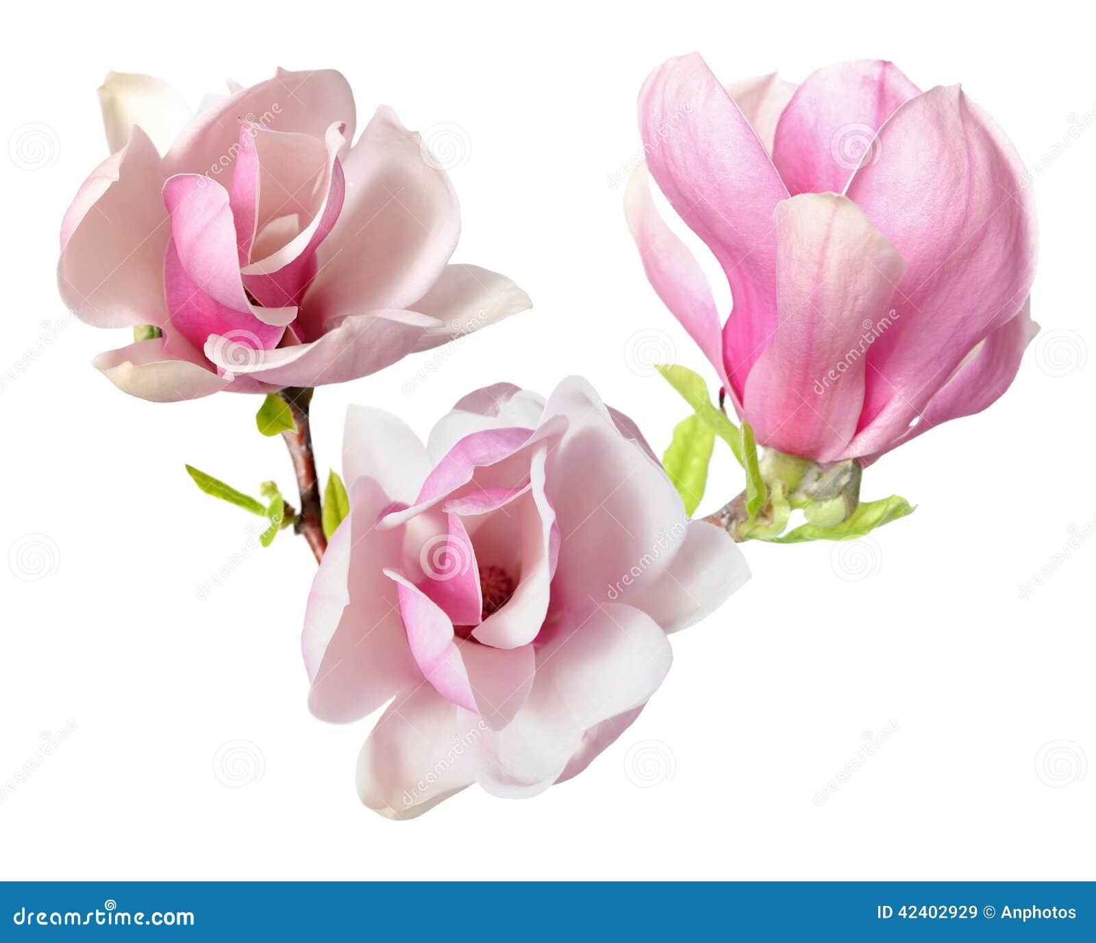 Pink Magnolia Flower Background