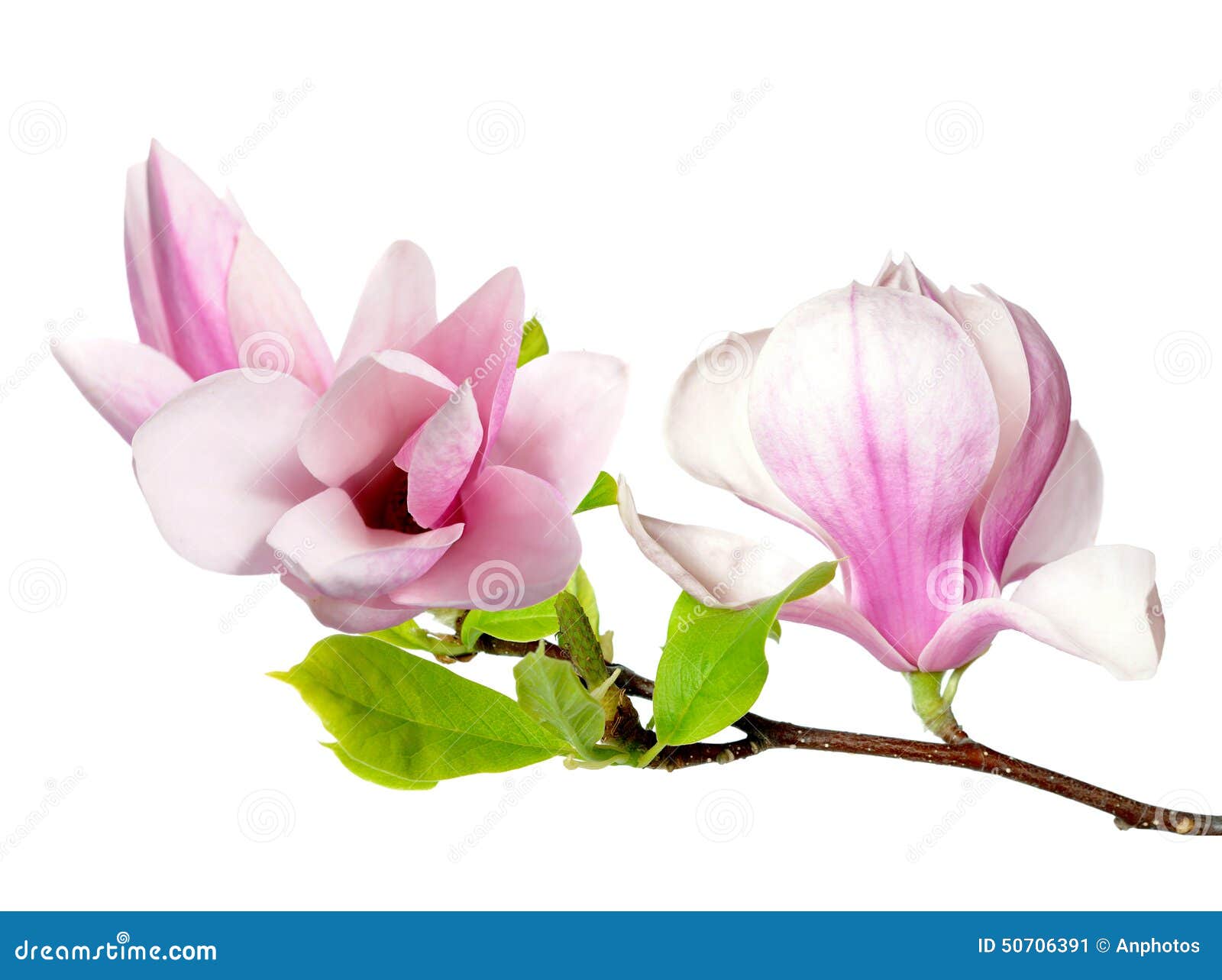 Pink magnolia stock image. Image of outdoor, plant, bloom - 50706391