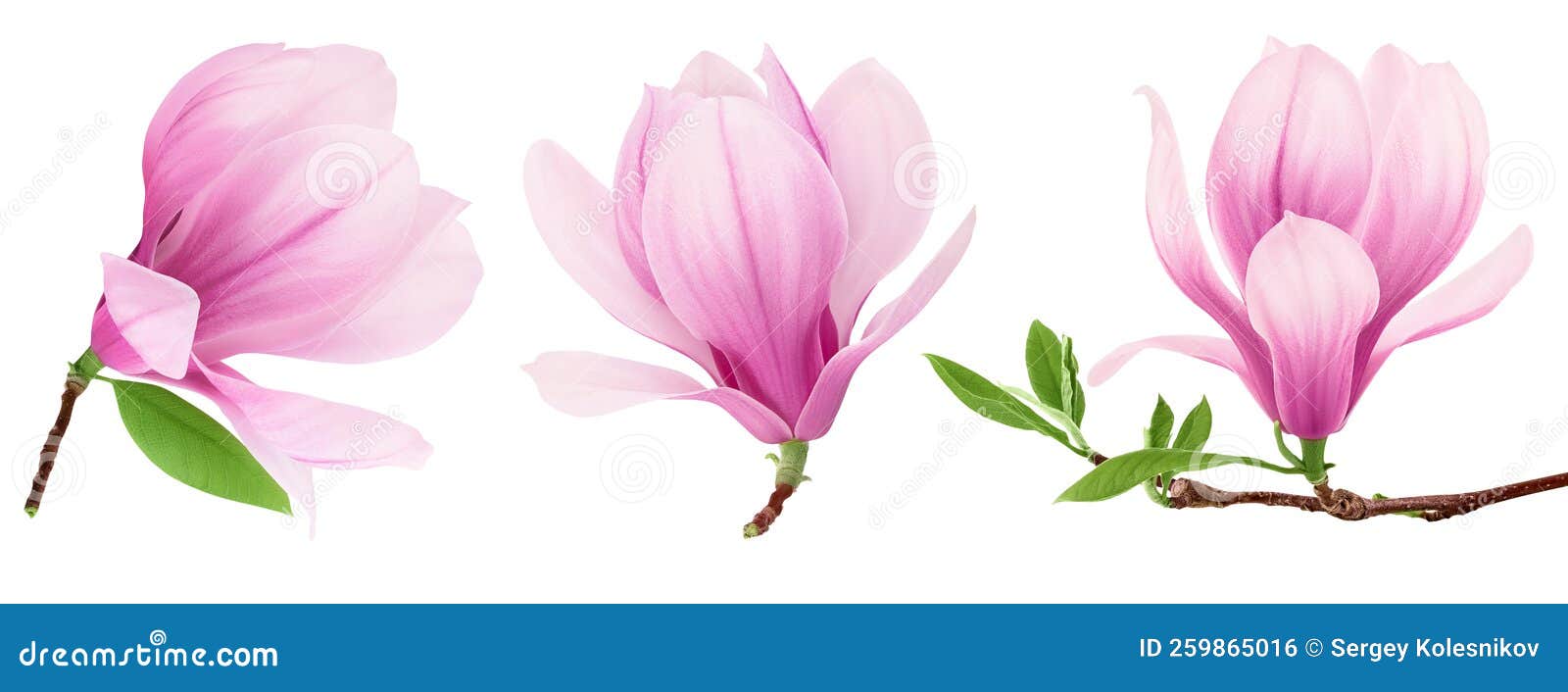 Pink Magnolia Flower Isolated on White Background with Full Depth of ...