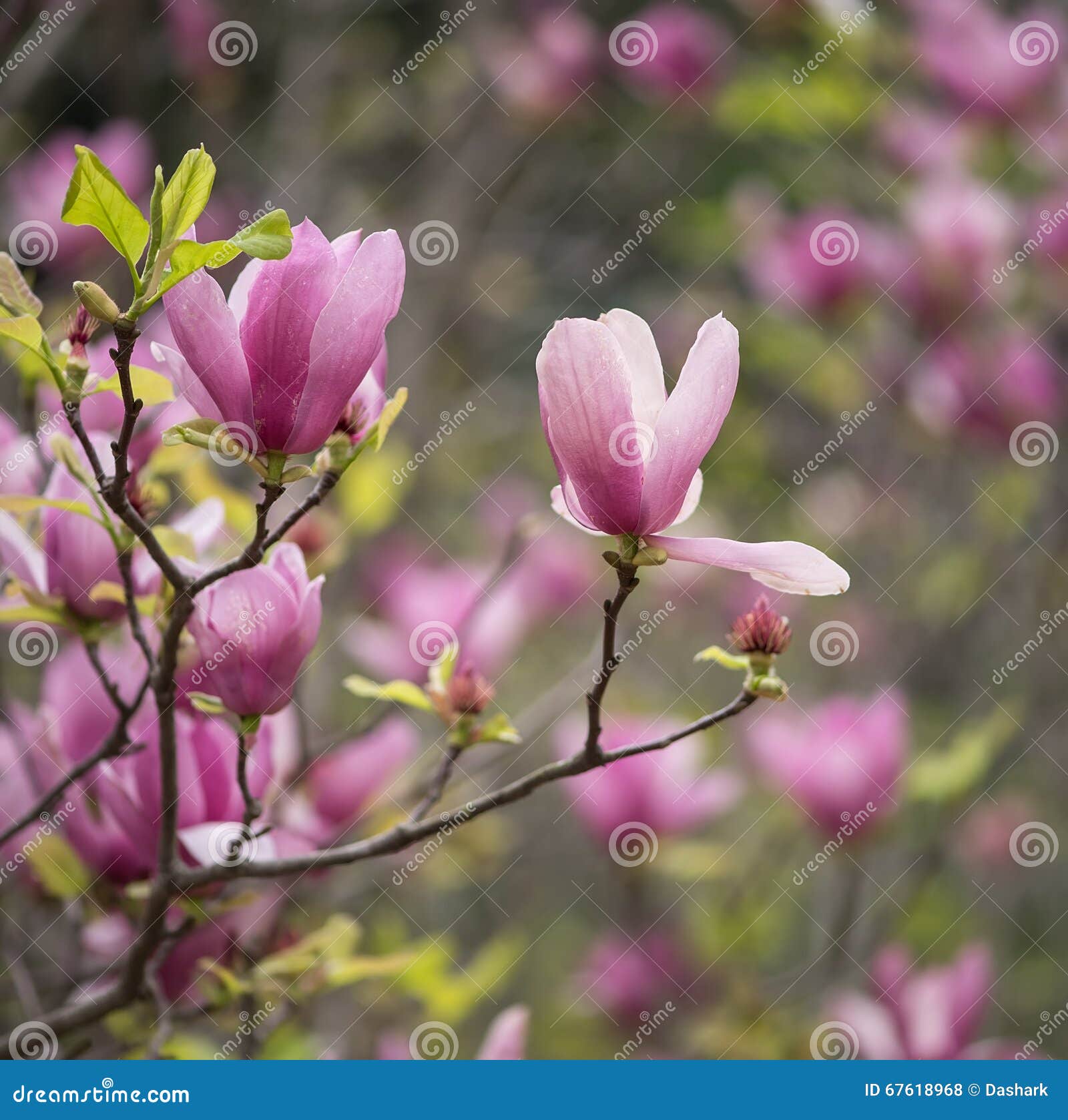 Pink magnolia flowers stock photo. Image of natural, background - 67618968