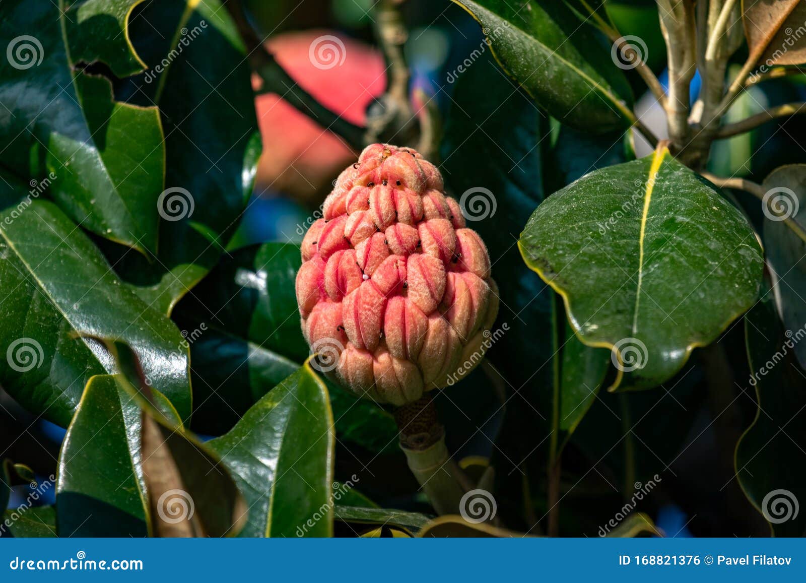 Pink Magnolia fruit. stock photo. Image of landscaping - 168821376