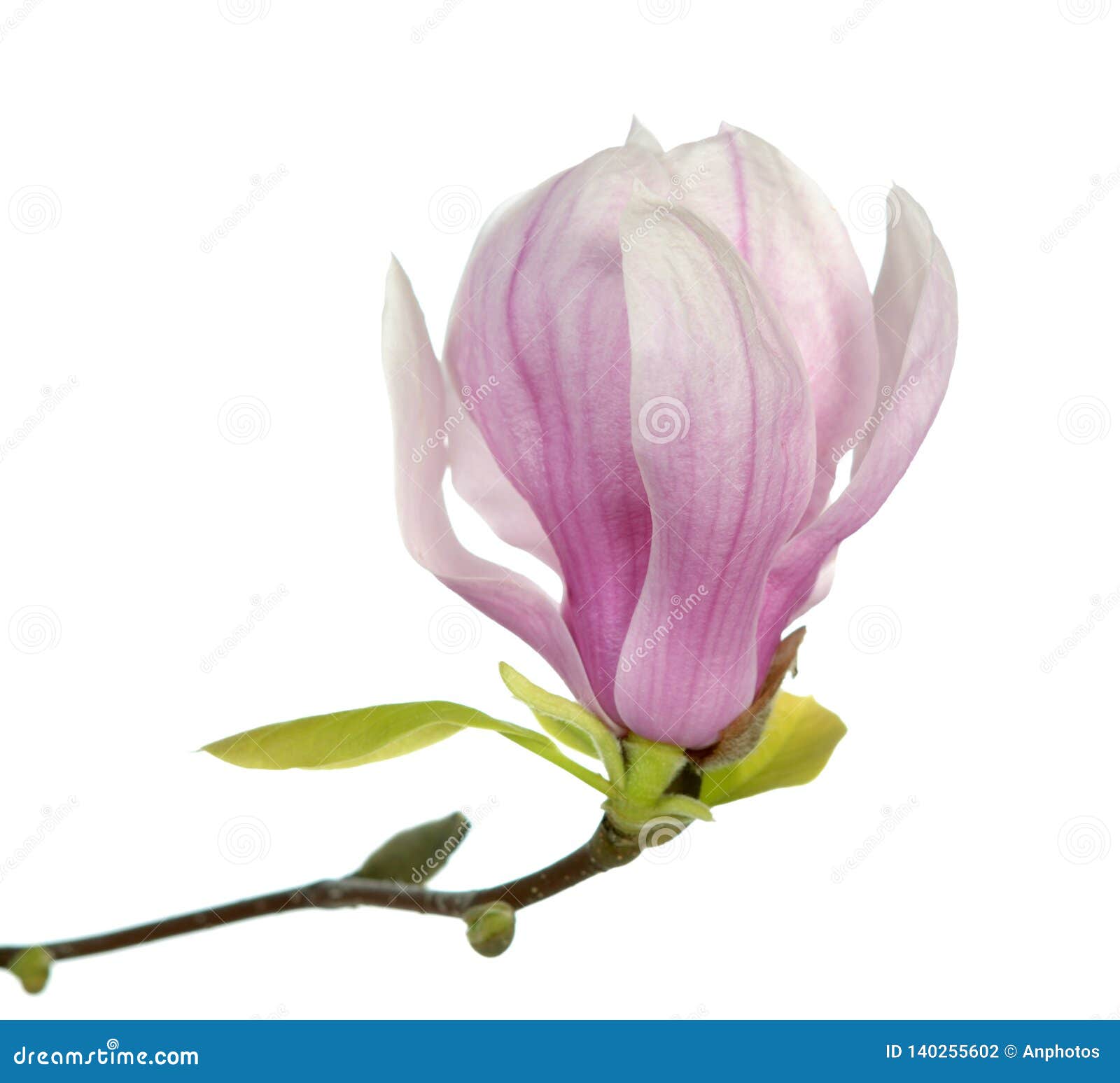 Pink magnolia stock photo. Image of delicate, nature - 140255602