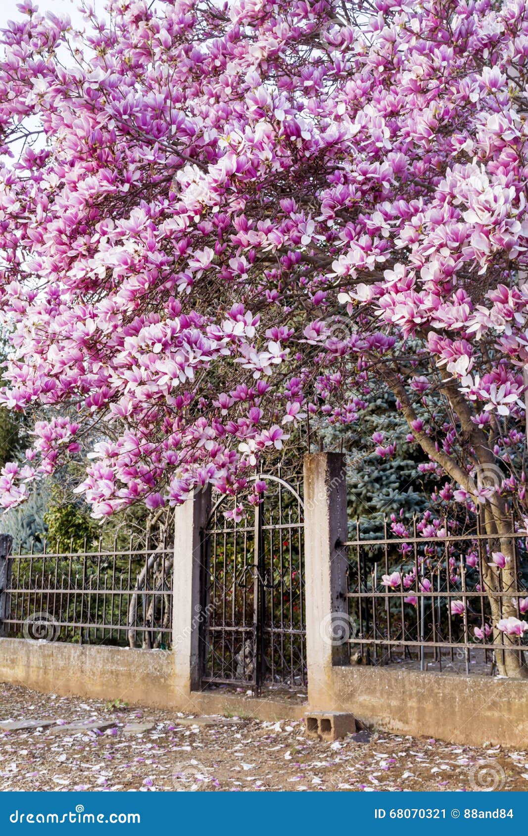 Pink Magnolia tree stock image. Image of colors, beautiful - 68070321