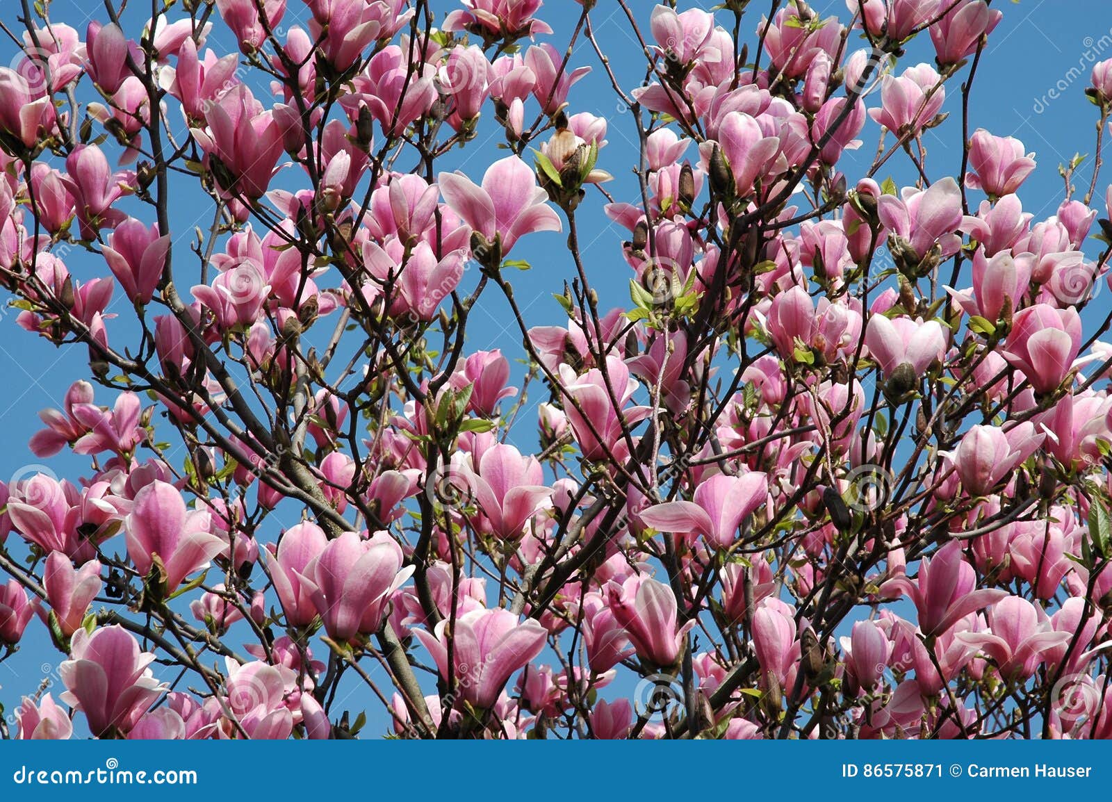 Pink Magnolias stock image. Image of green, leafes, april - 86575871