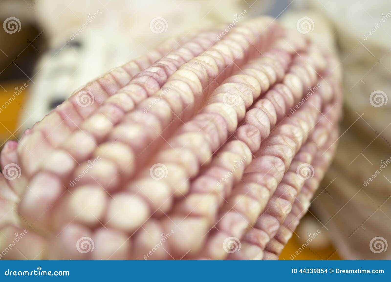 Pink maize stock photo. Image of elote, pink, food, plant - 44339854