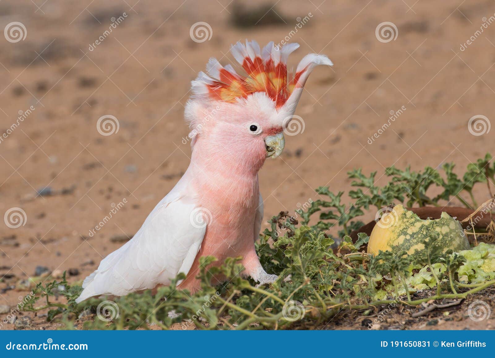 Pink Cockatoo stock image. Image of parrot, major, mitchell - 191650831