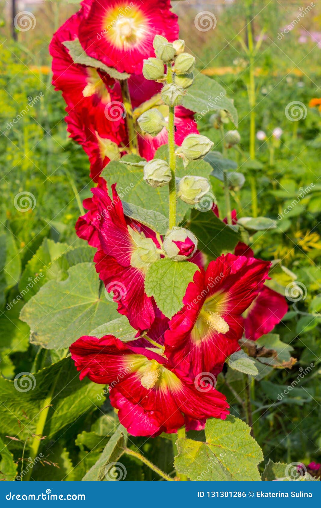 Pink Mallow. a Branch of Pink Mallow Stock Photo - Image of close ...