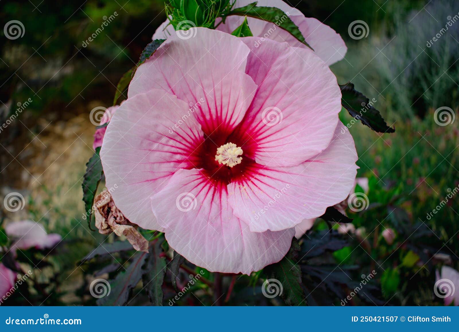 Close-up of Pink Mallow Flower Stock Image - Image of plant, flowering ...