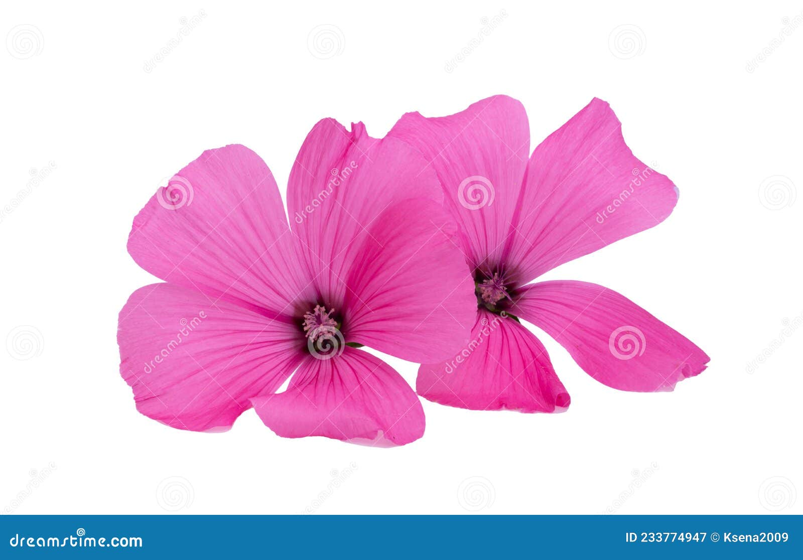 Pink Mallow Flower Isolated Stock Image - Image of color, background ...