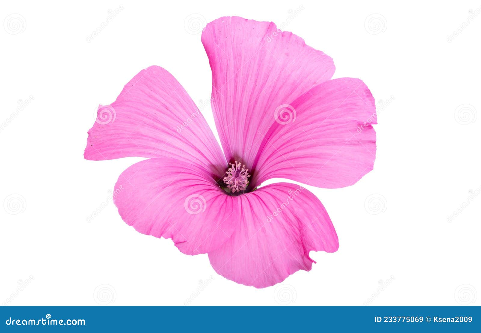 Pink Mallow Flower Isolated Stock Image - Image of plant, purple: 233775069