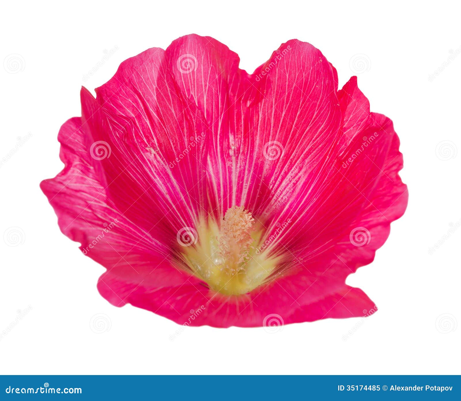 Pink Mallow Flower Royalty-Free Stock Photo | CartoonDealer.com #331714371