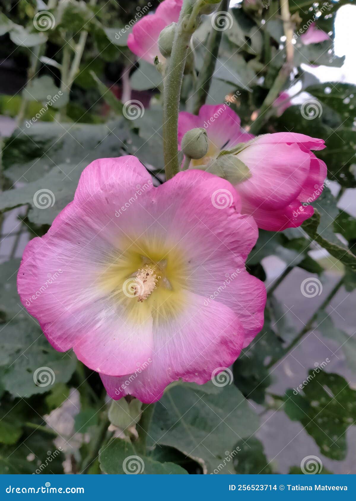 Pink mallow flower stock photo. Image of plant, petal - 256523714