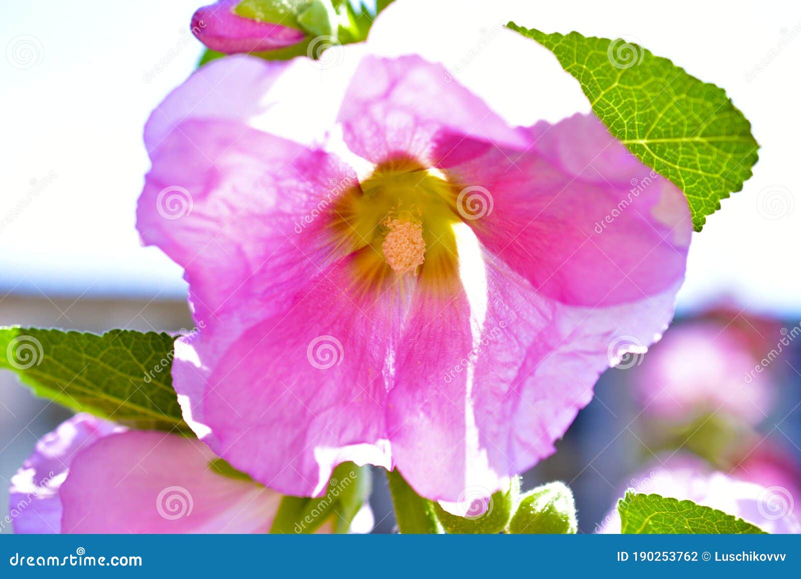 Pink Mallow Flowers on a Green Bush in Summer Stock Photo - Image of ...