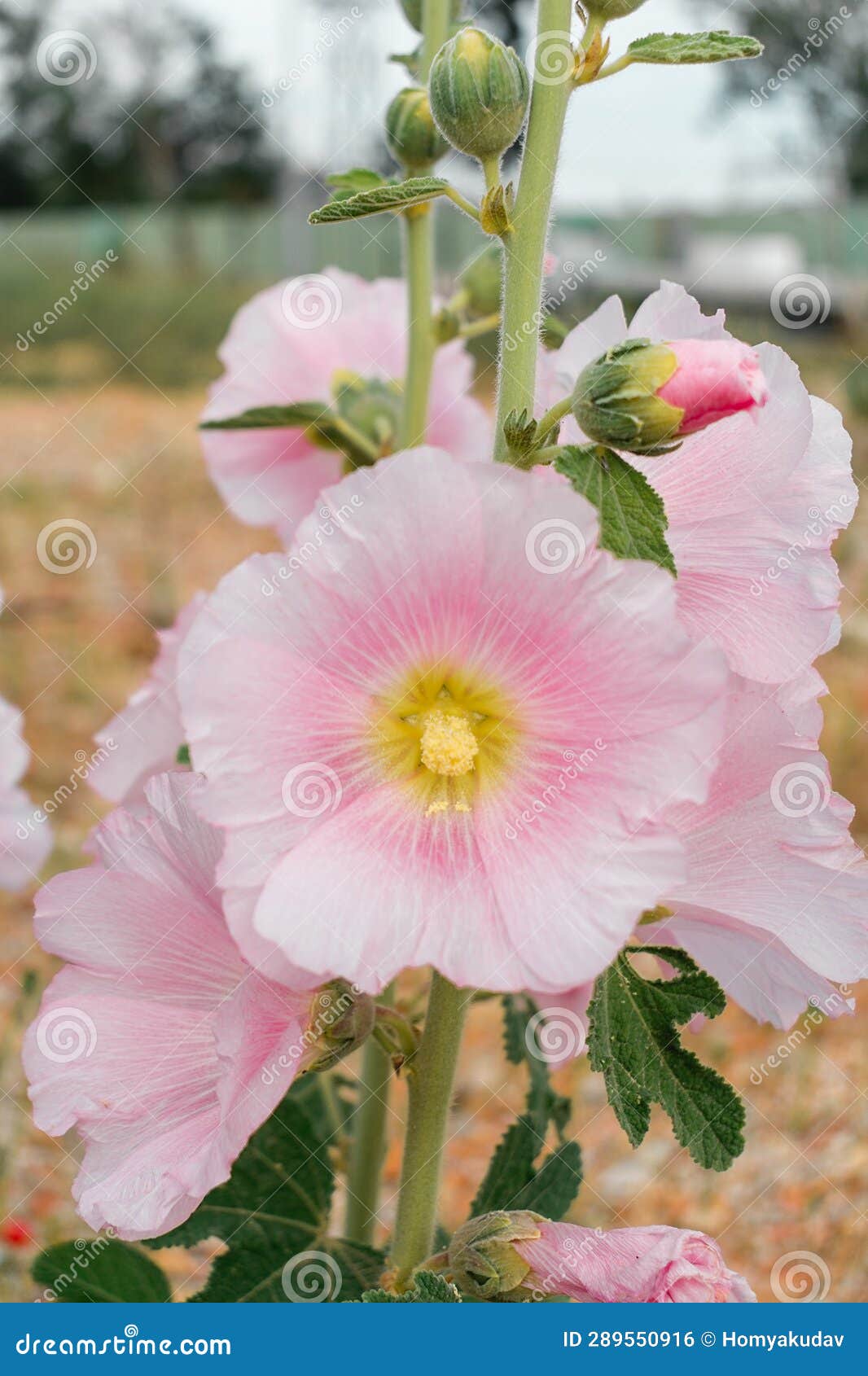 Pink Mallow Flowers. Large Soft Pink Flowers Stock Photo - Image of ...