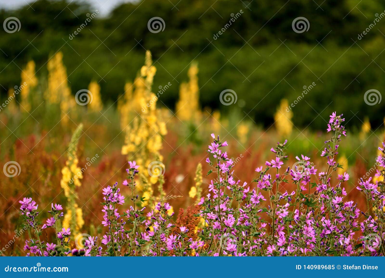 Pink Mallow in Front of Yellow Mullein Meadow Stock Image - Image of ...