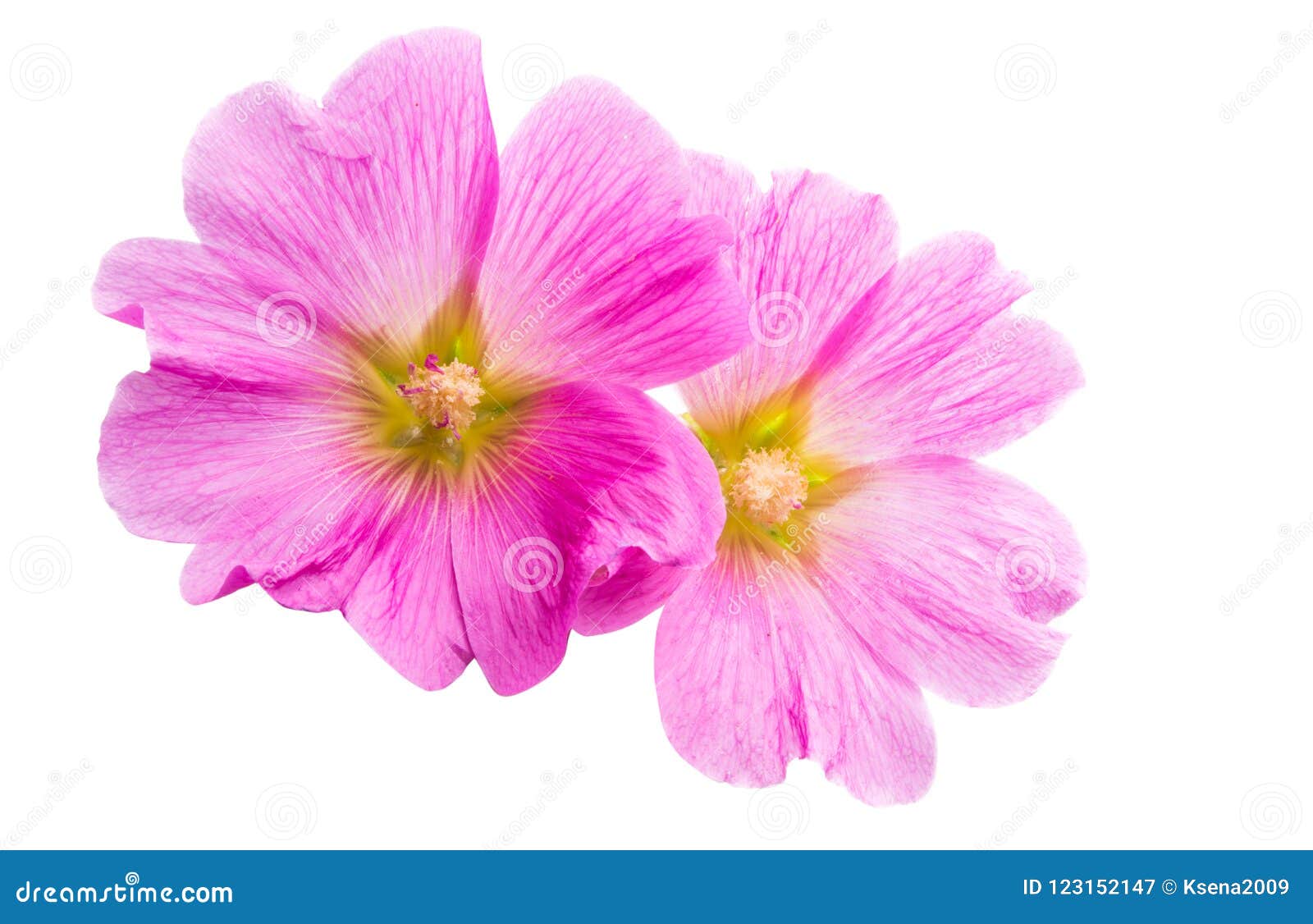 Pink mallow isolated stock image. Image of pink, season - 123152147