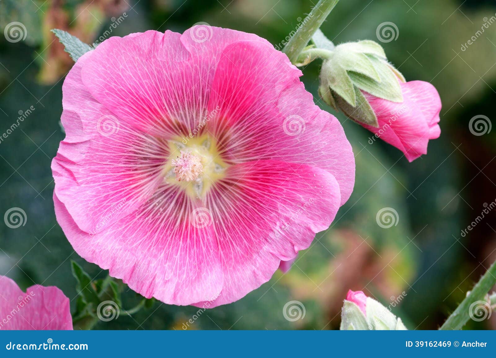 Pink Mallow (Malva) in Summer Stock Image - Image of blooming ...