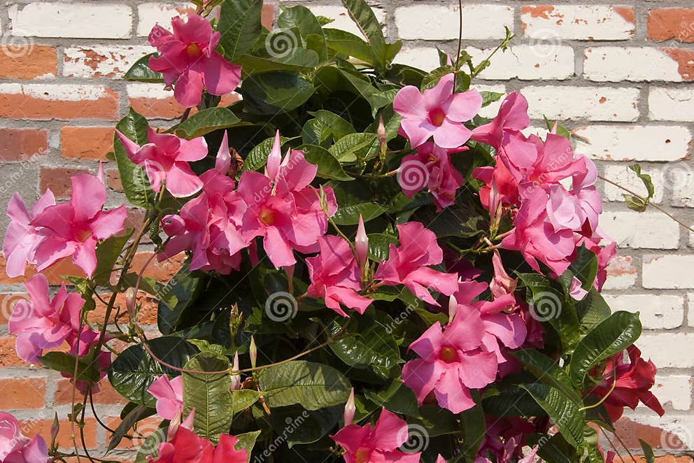 Pink Mandevilla stock photo. Image of growing, colour - 4986696