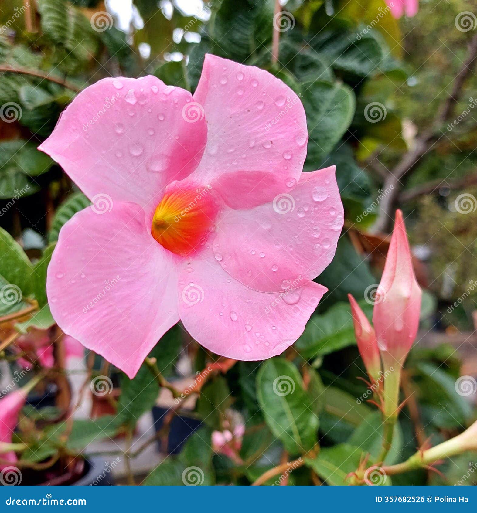 Pink Mandevilla Flower Royalty-Free Stock Image | CartoonDealer.com ...