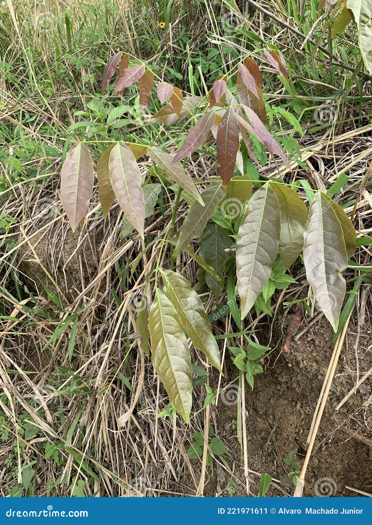 Pink Mango Changes on the Road Stock Image - Image of nature, wildlife ...