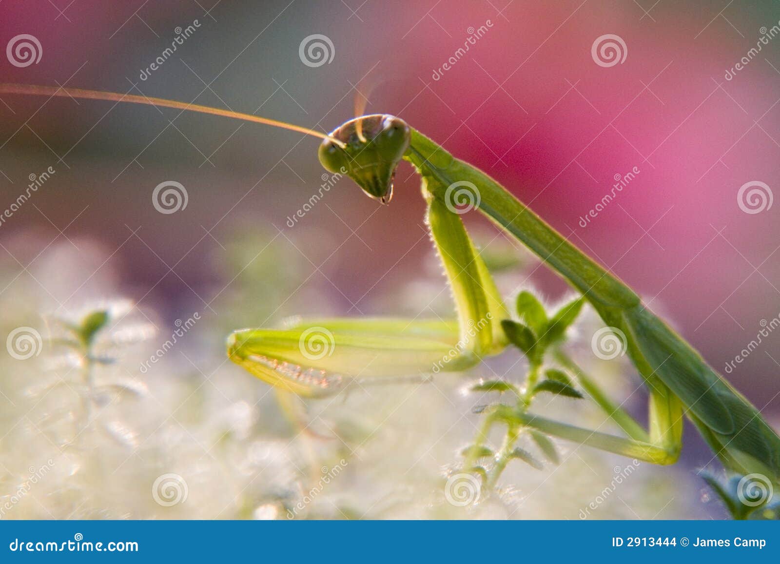 Pink Mantis stock photo. Image of looking, glow, pink - 2913444