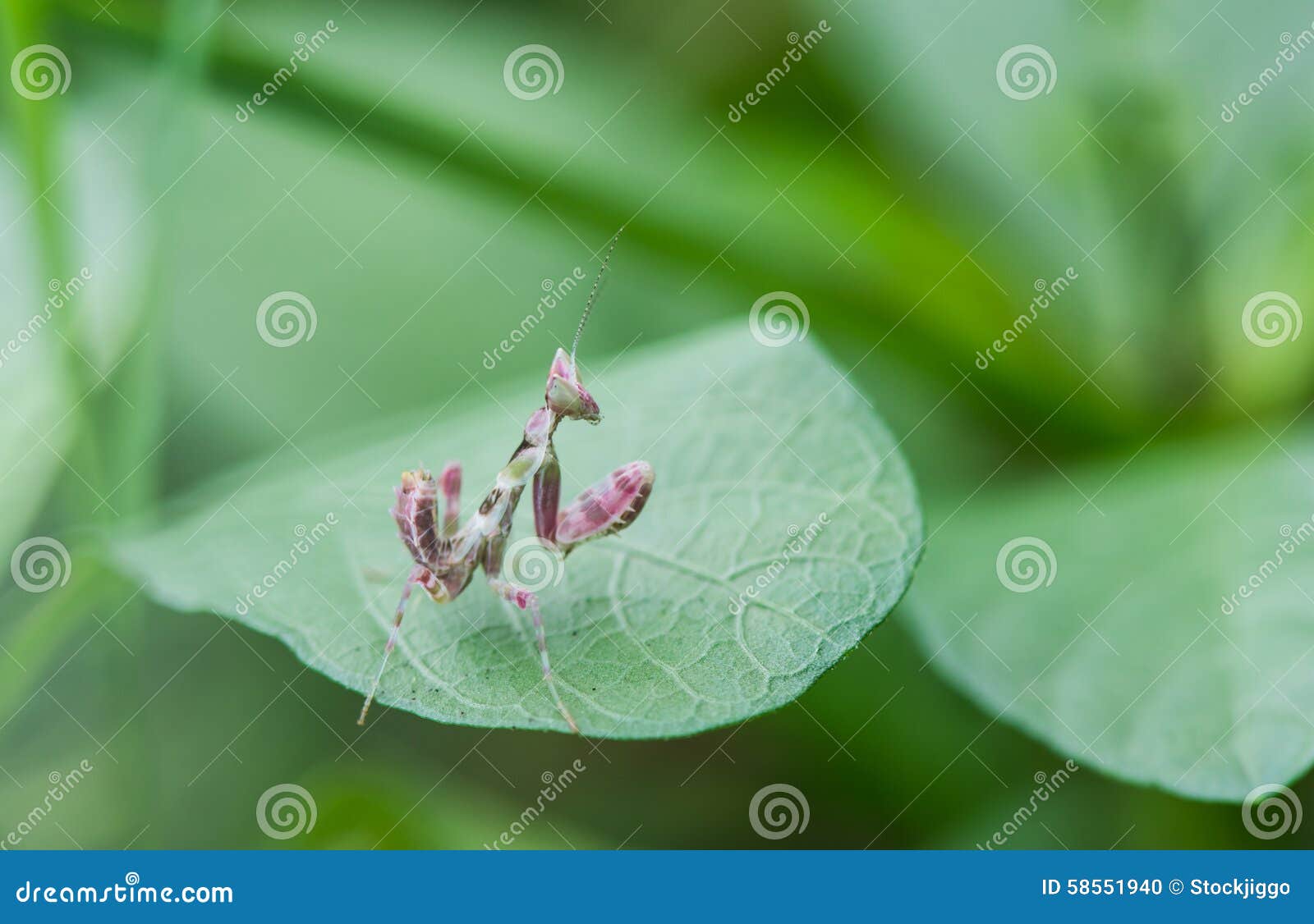 Pink Mantis in nature stock photo. Image of pests, macro - 58551940