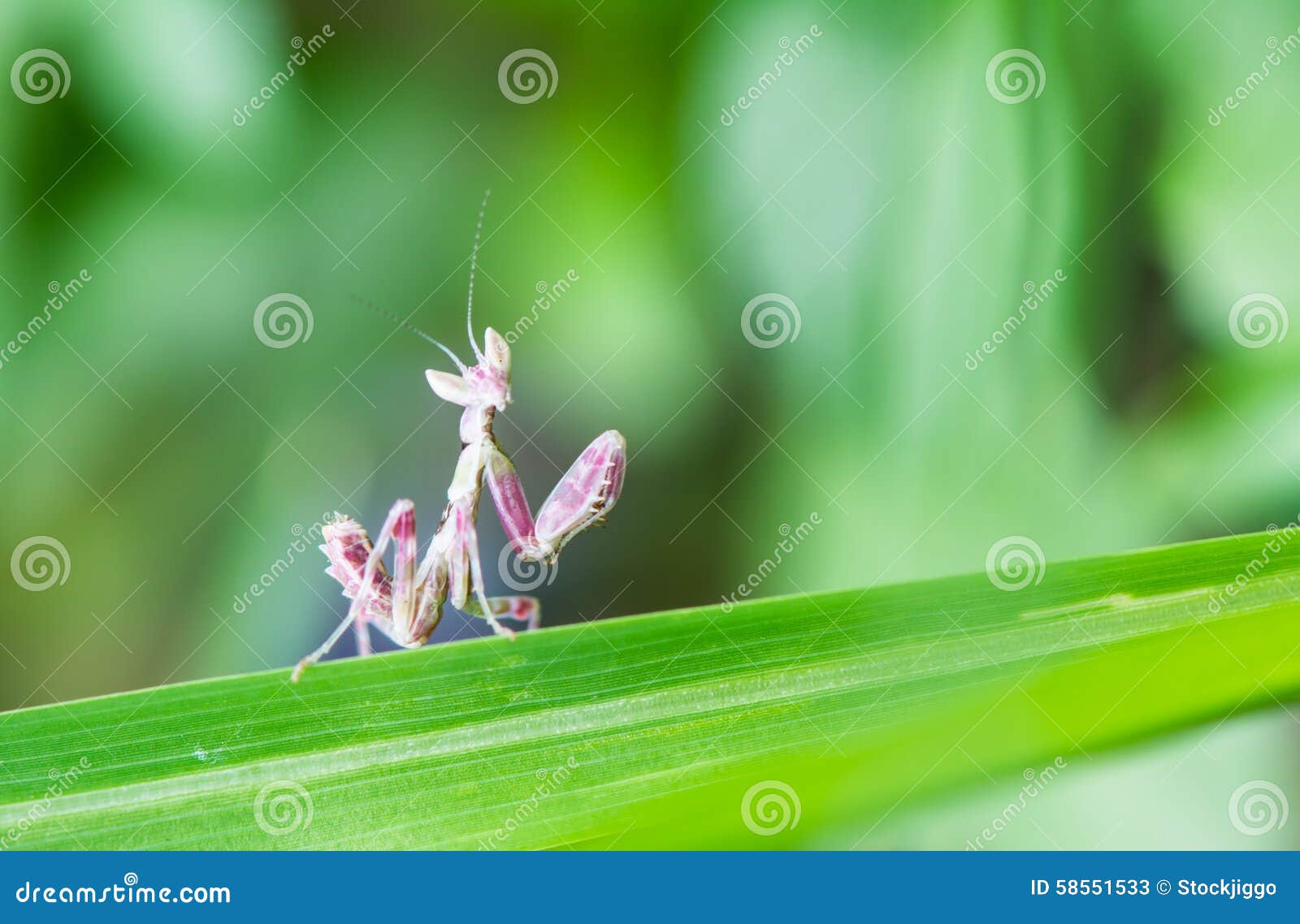 Pink Mantis in nature stock image. Image of mantis, natural - 58551533