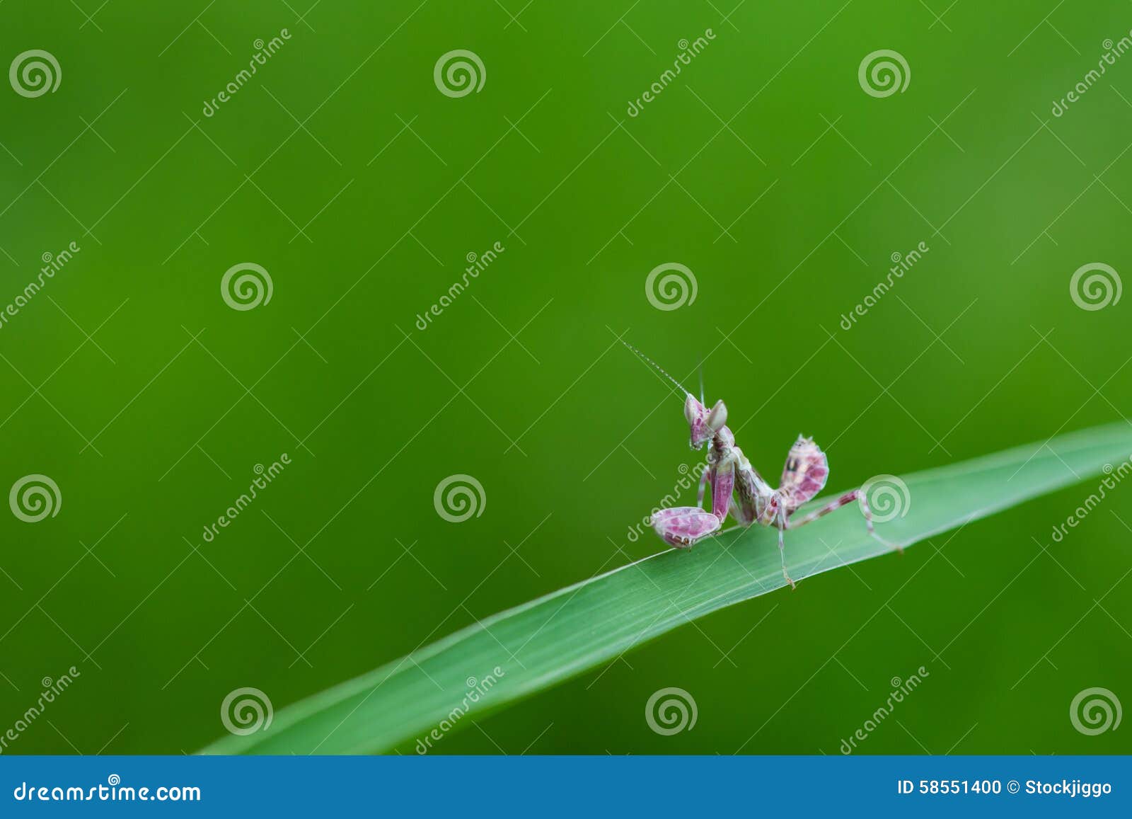 Pink Mantis in nature stock photo. Image of garden, outdoor - 58551400