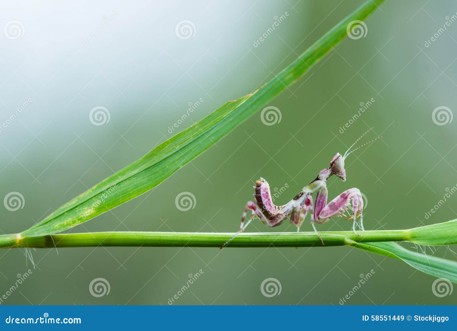 Pink Mantis in nature stock image. Image of leaves, nature - 58551449