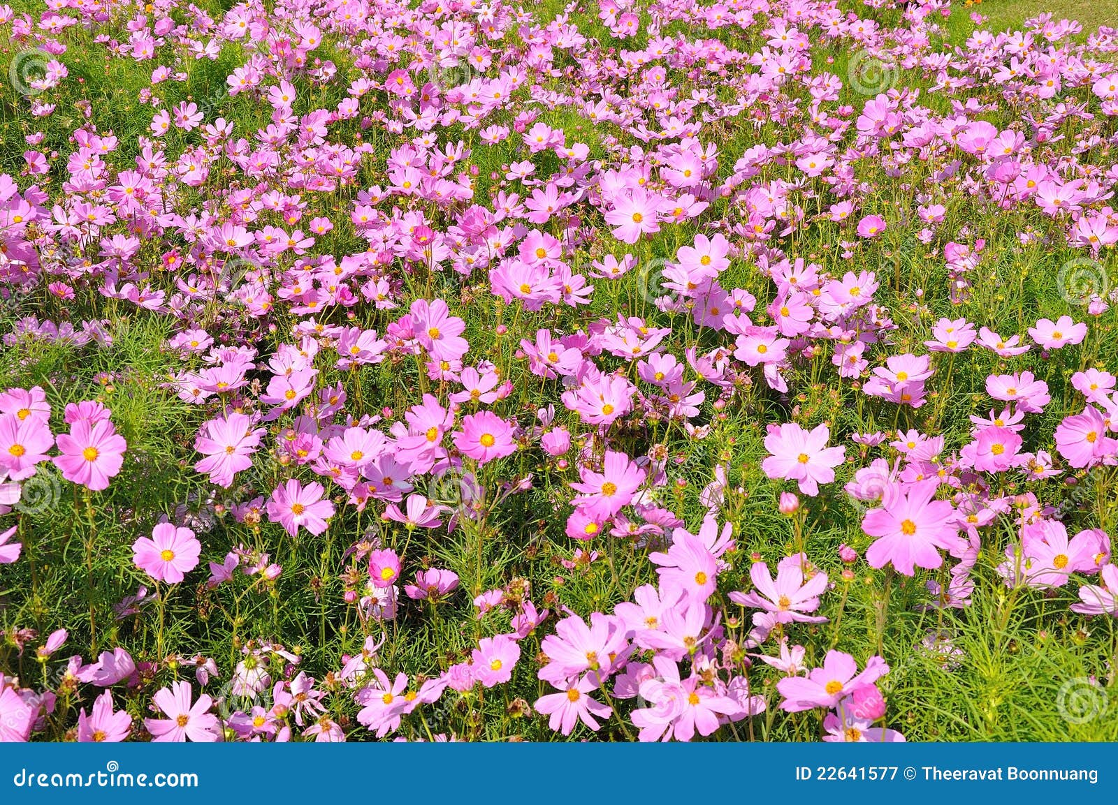 Pink of many small flower stock image. Image of blooming - 22641577