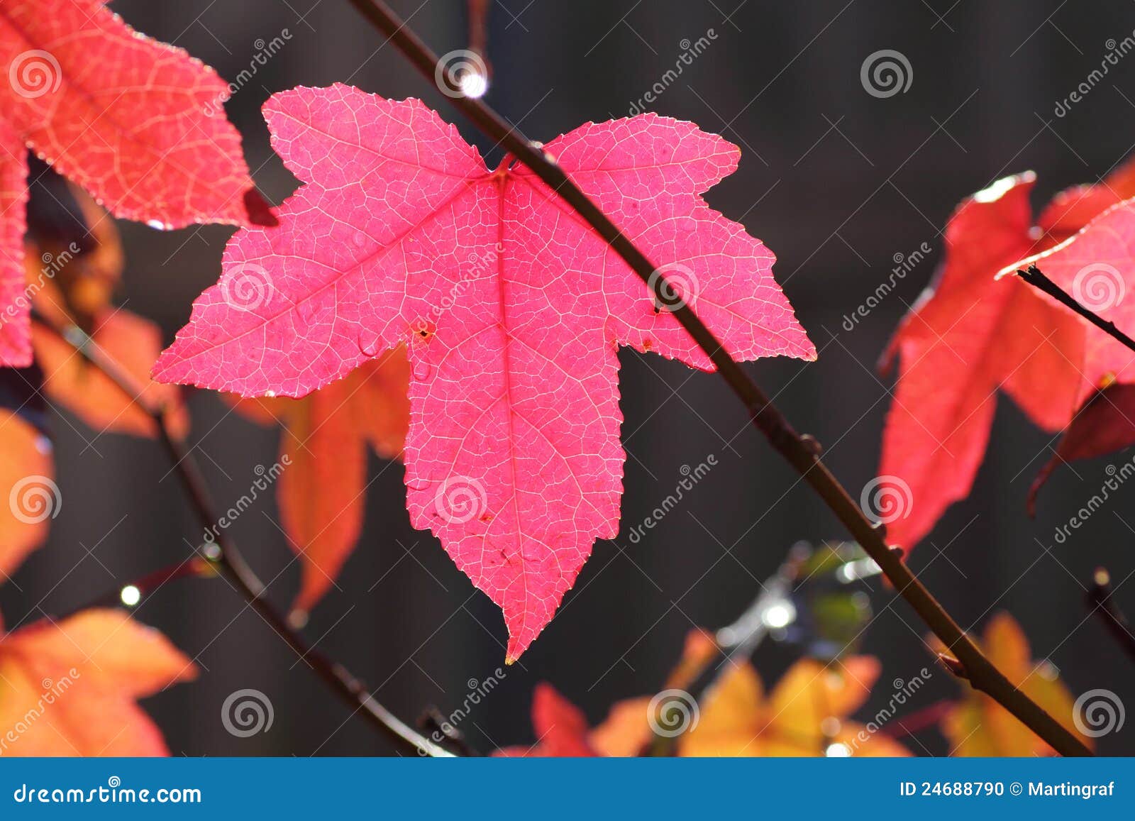 Pink Fall Leaf on Maple Tree Close-up, Nature Patterns, Texture Stock ...