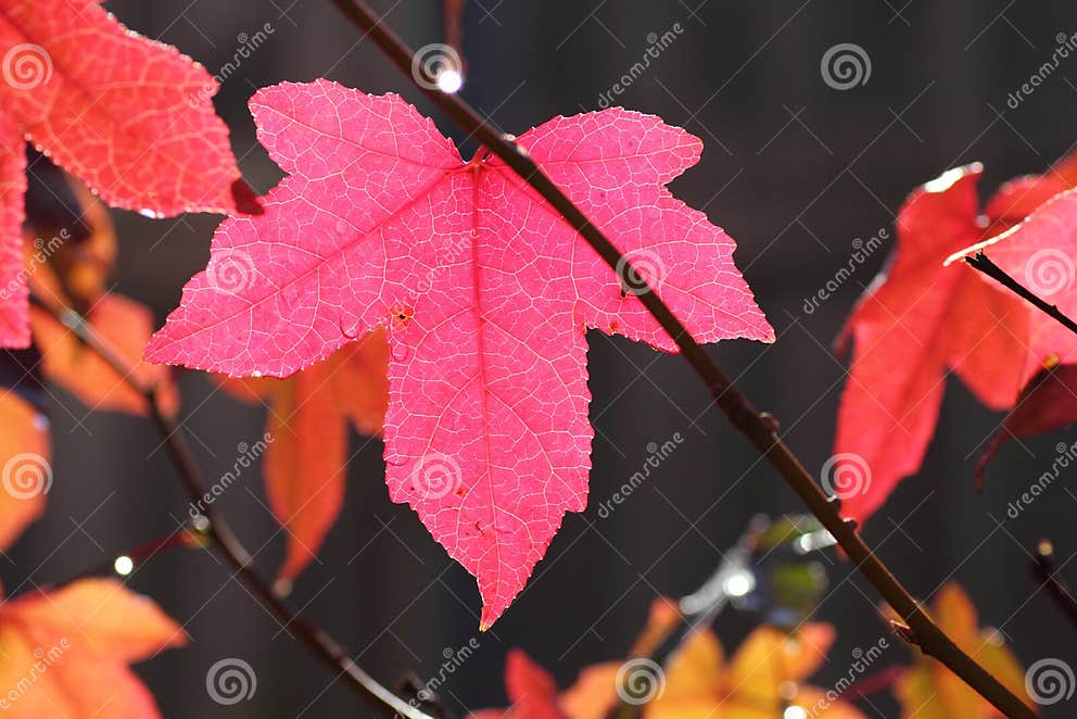 Pink Fall Leaf on Maple Tree Close-up, Nature Patterns, Texture Stock ...