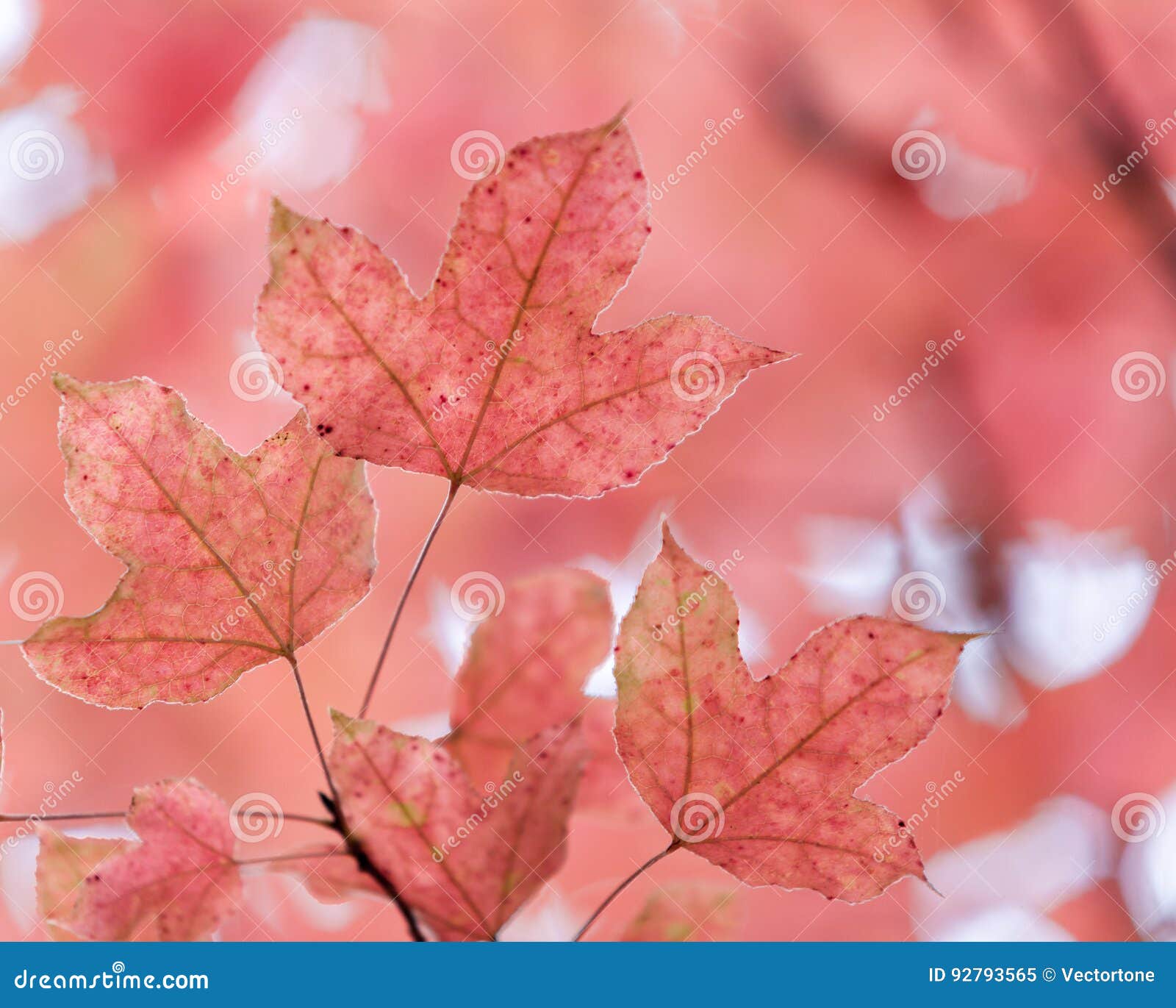 Pink maple leaf on tree. stock image. Image of closeup - 92793565
