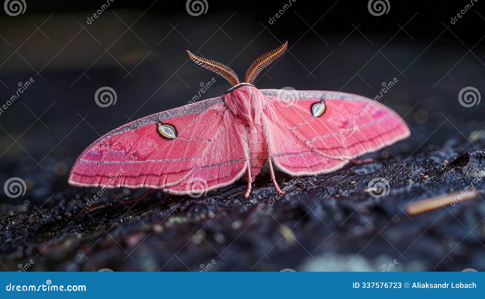 A Pink Maple Moth On A Black Isolated Background. Pink Moth On The ...