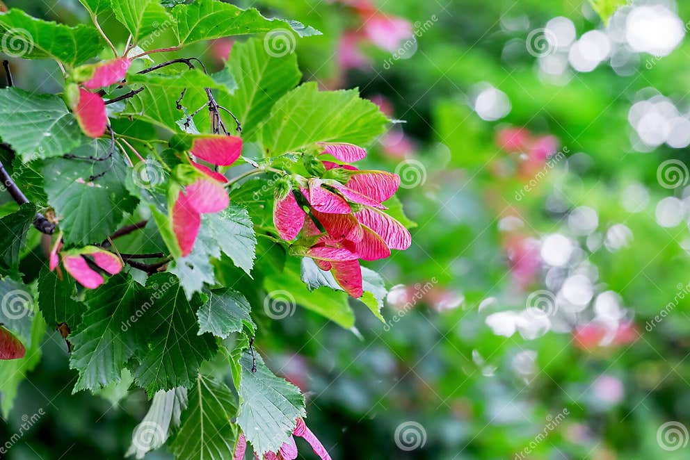 Pink Maple Seeds on a Green Blurry Background_ Stock Image - Image of ...
