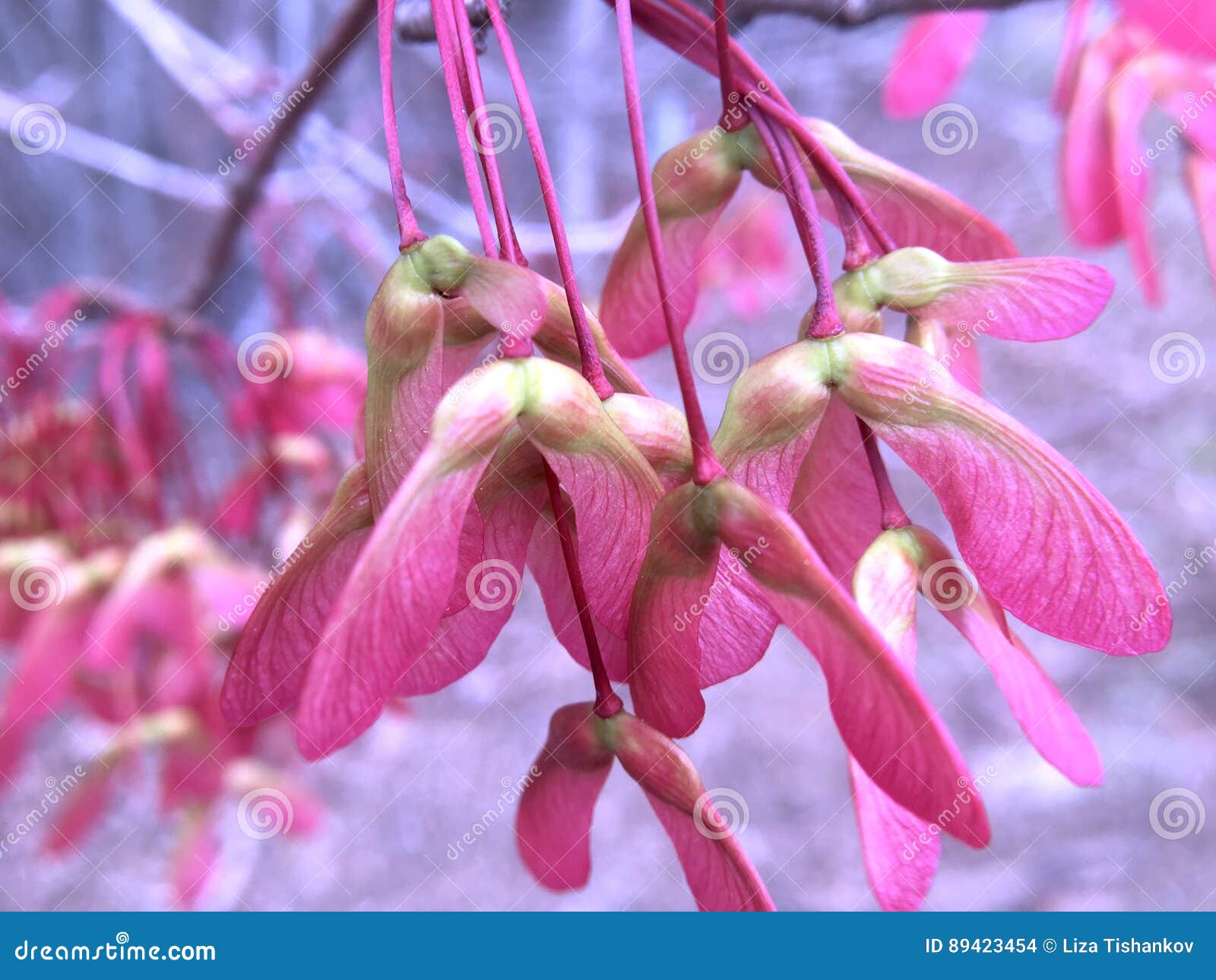 Pink maple seeds on tree stock photo. Image of acer, maple - 89423454