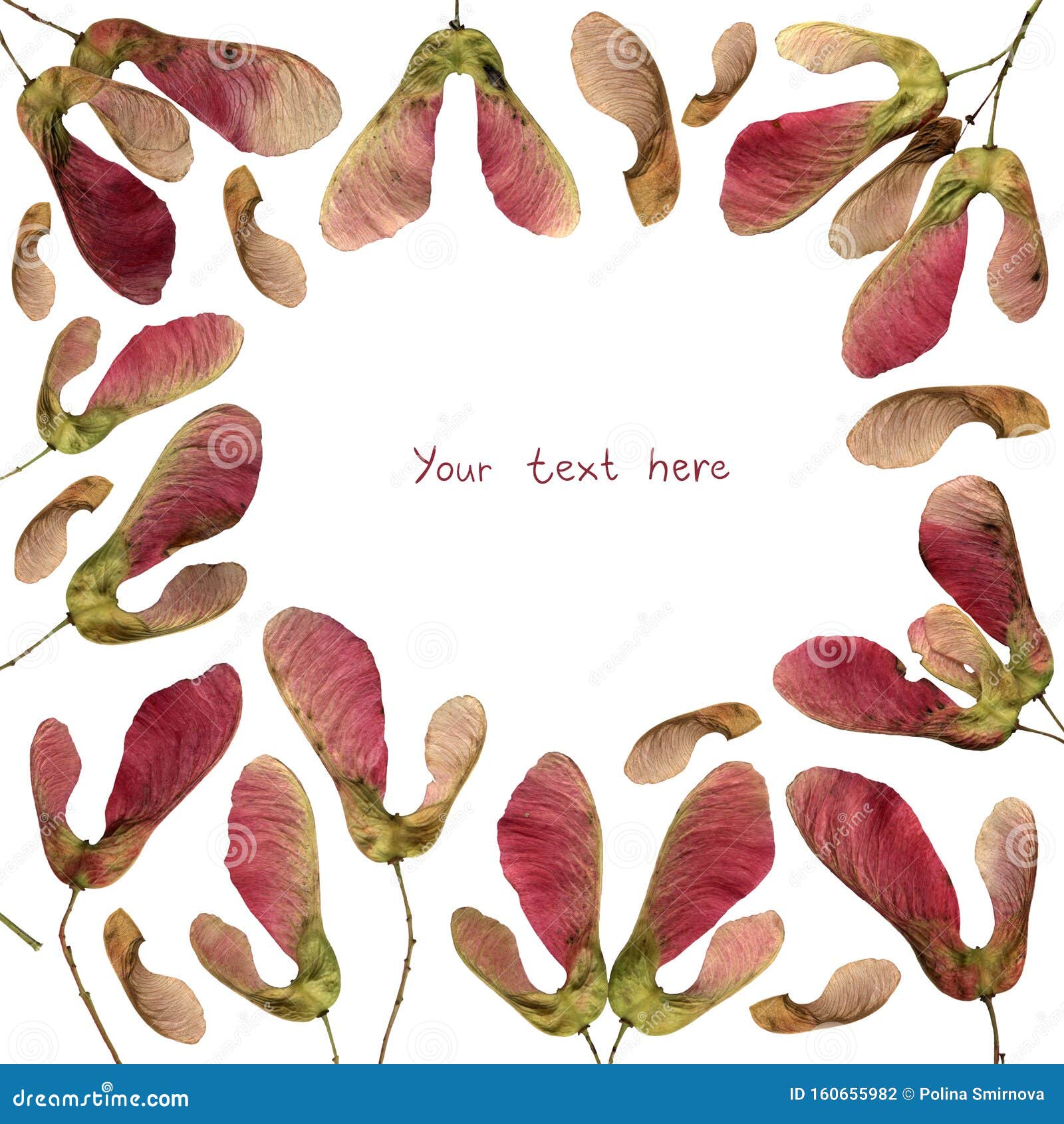 Pink Maple Sseeds Frame Background Stock Photo - Image of detail ...