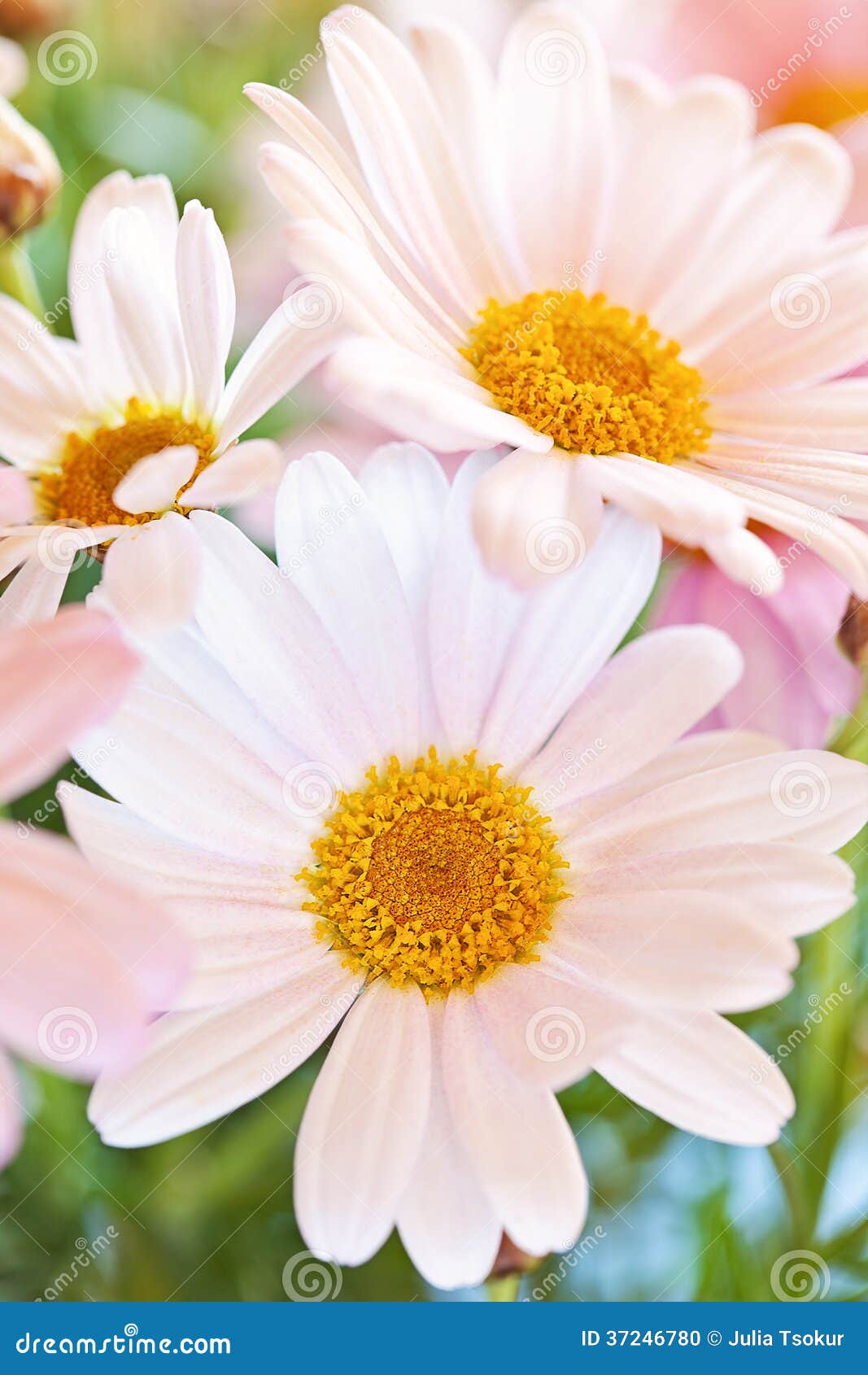 Pink marguerite stock photo. Image of bright, botany - 37246780